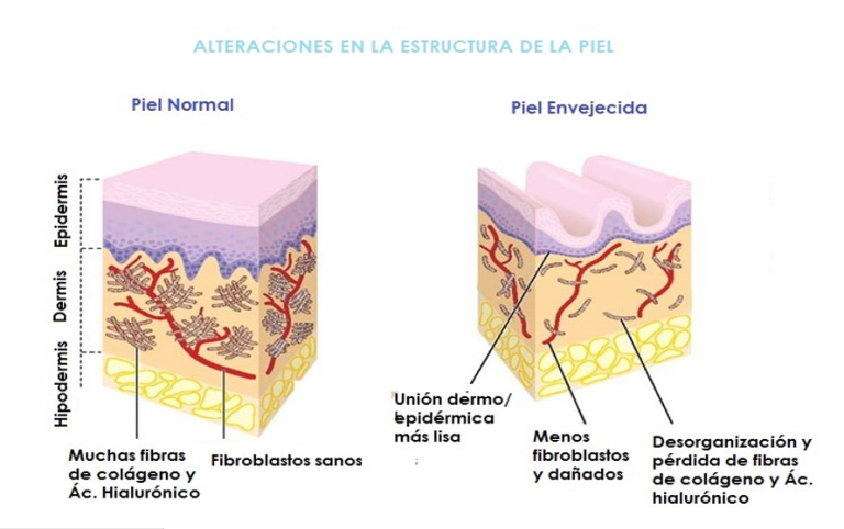ALTERACIONES DE LA PIEL - Laboratorio Suico